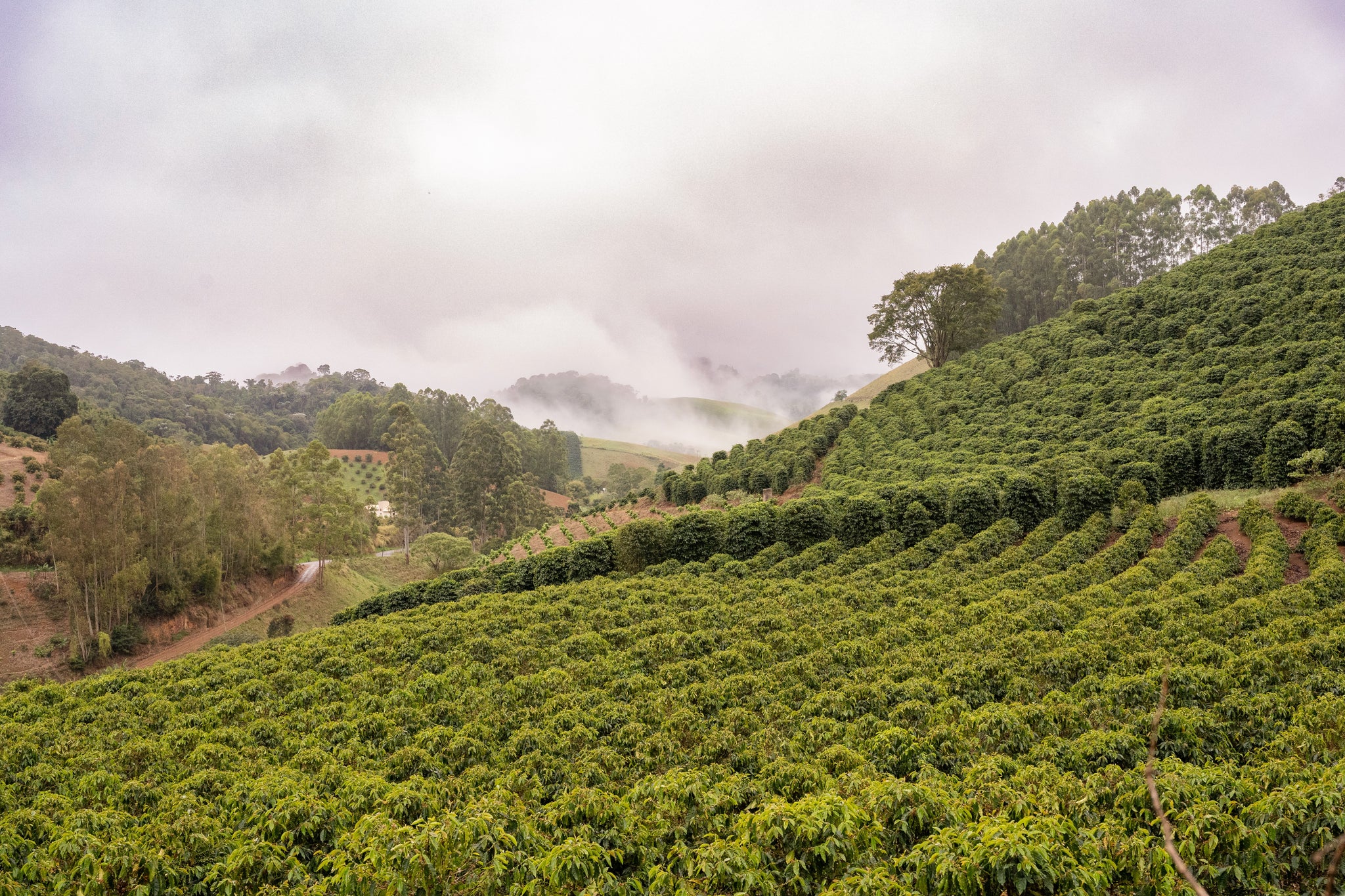 Denver Colorado Coffee Roasters