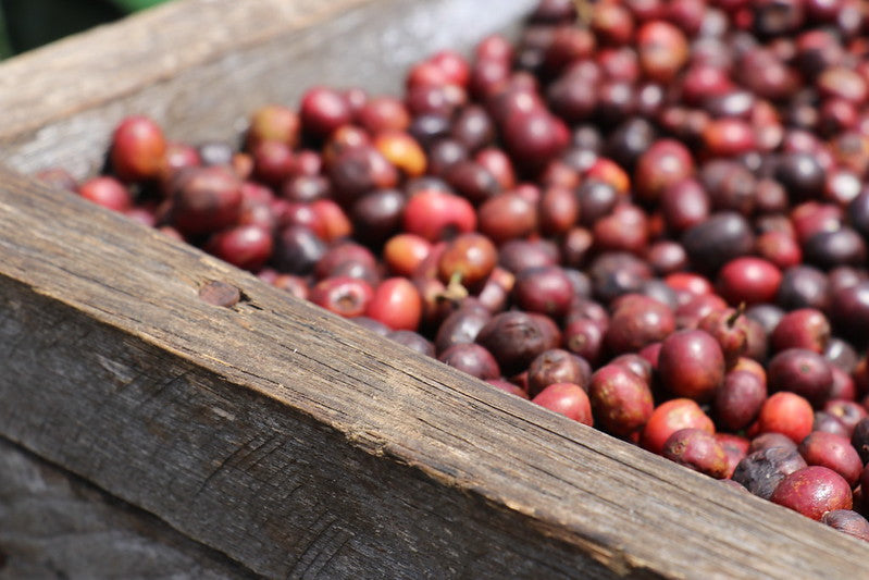 Shop Coffee | Huckleberry Roasters